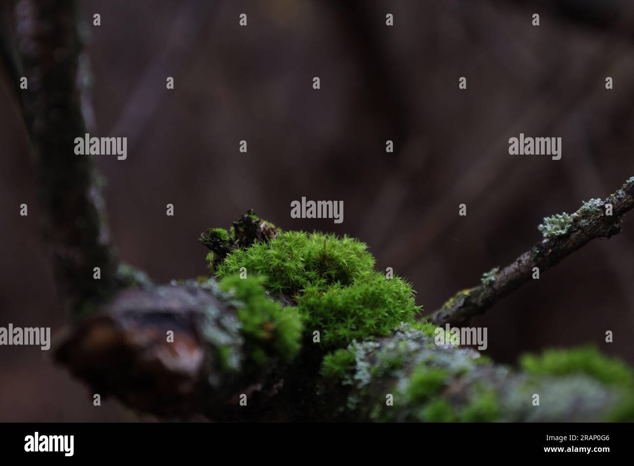 Moss covered gravestone hi-res stock photography and images - Alamy