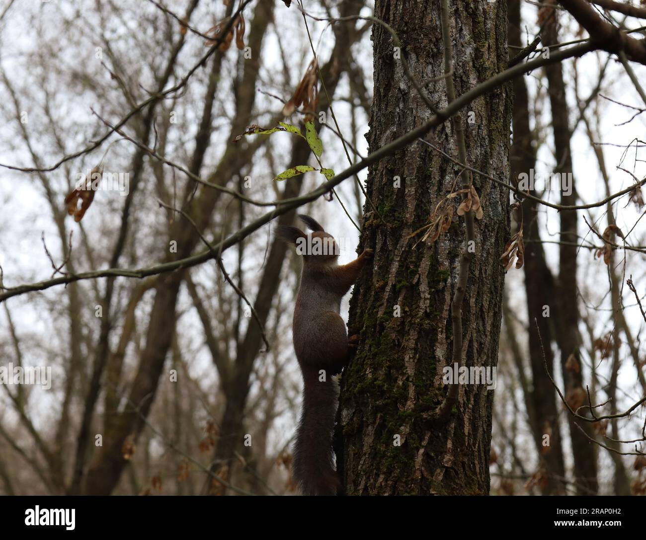 Squirrel on a tree in a windy autumn forest Stock Photo - Alamy