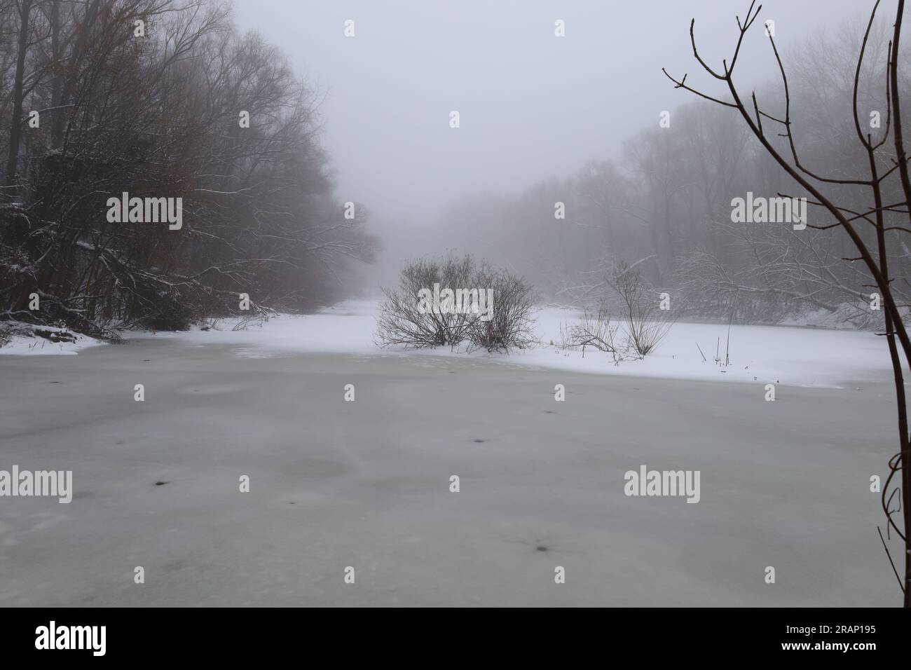Dark creepy foggy forest hi-res stock photography and images - Alamy