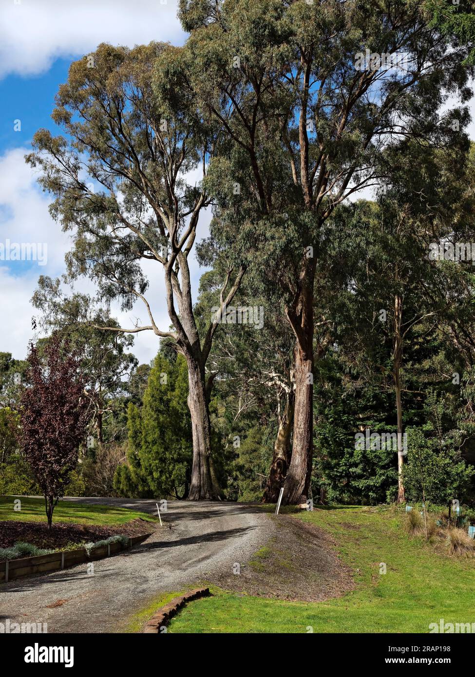 Ballarat Australia / Tall Gum Trees in Kirks Reservoir Park is a ...