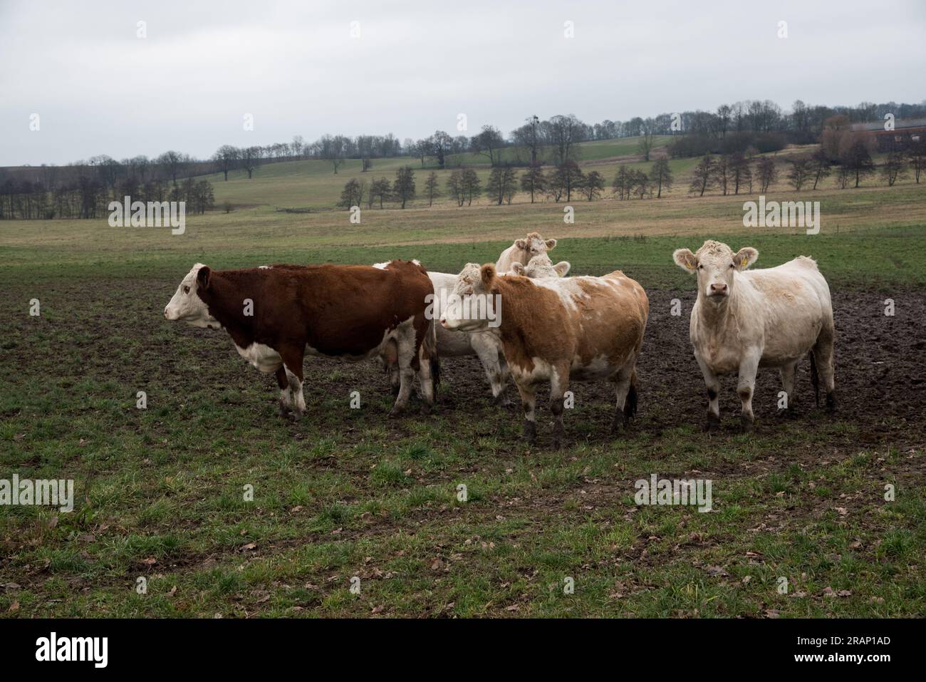 Grazing cows in ice age terminal moraines in Uckermark county in ...