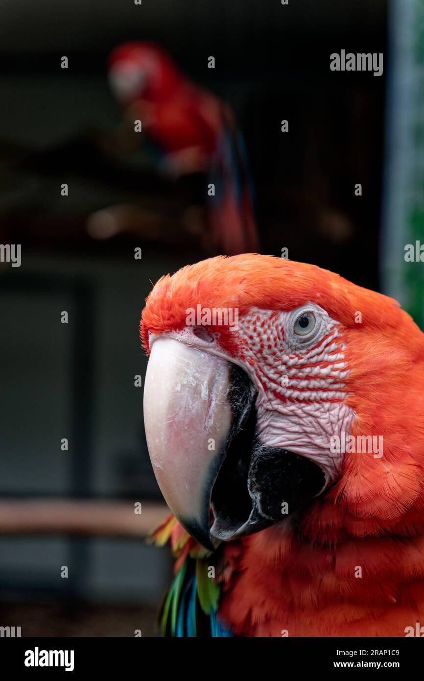 Parrot social behavior hi-res stock photography and images - Alamy