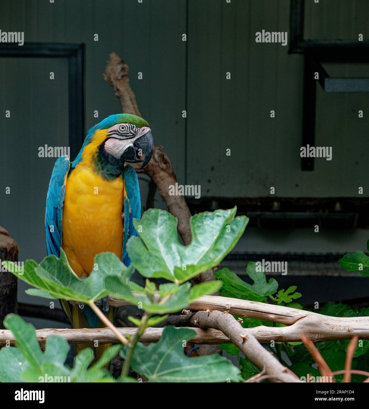 Parrot enrichment hi-res stock photography and images - Alamy