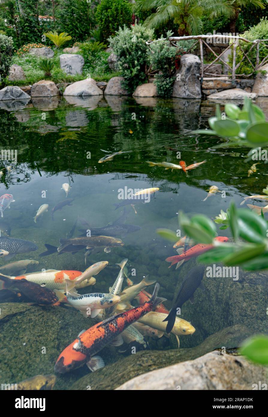 Madeira world of birds mini zoo, Madeira Island Stock Photo - Alamy