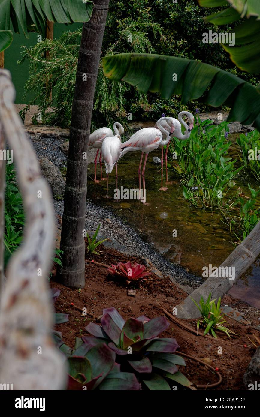 Madeira world of birds mini zoo, Madeira Island Stock Photo - Alamy