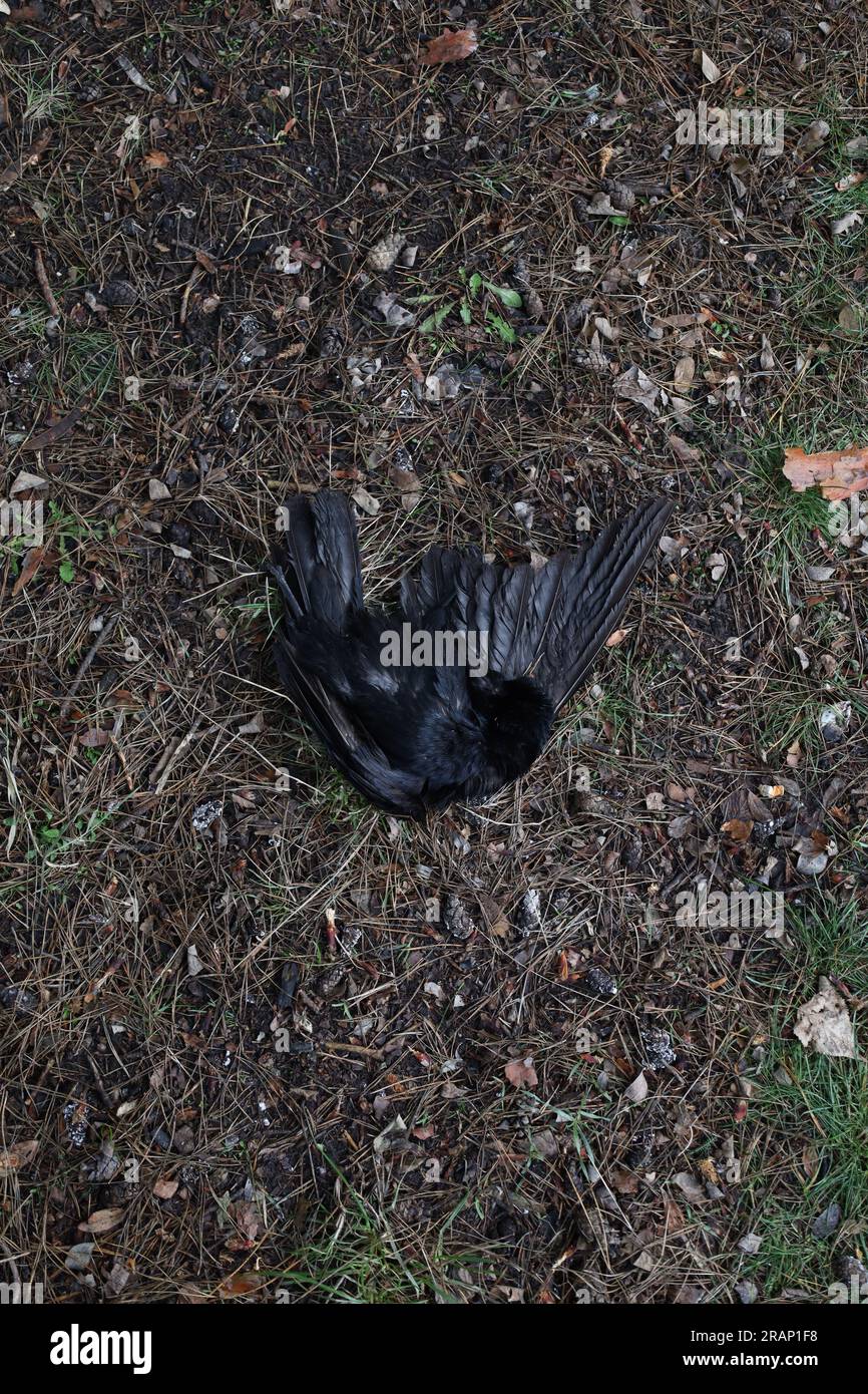 The corpse of a crow in a pine forest Stock Photo - Alamy