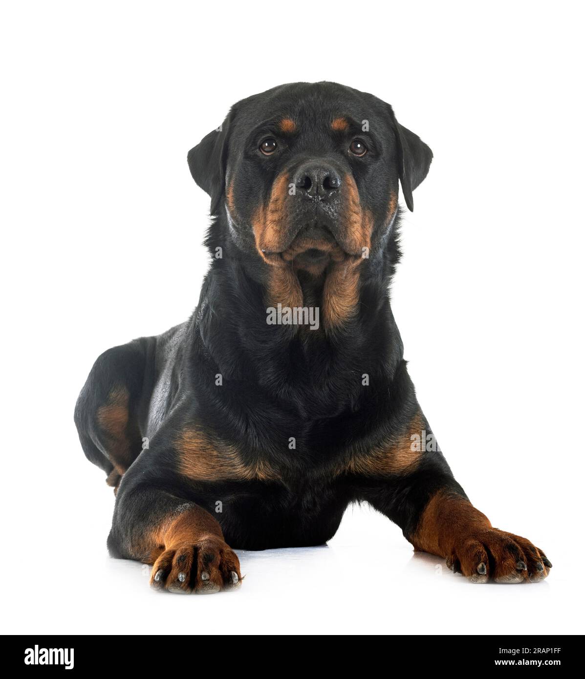 purebred rottweiler in front of white background Stock Photo - Alamy