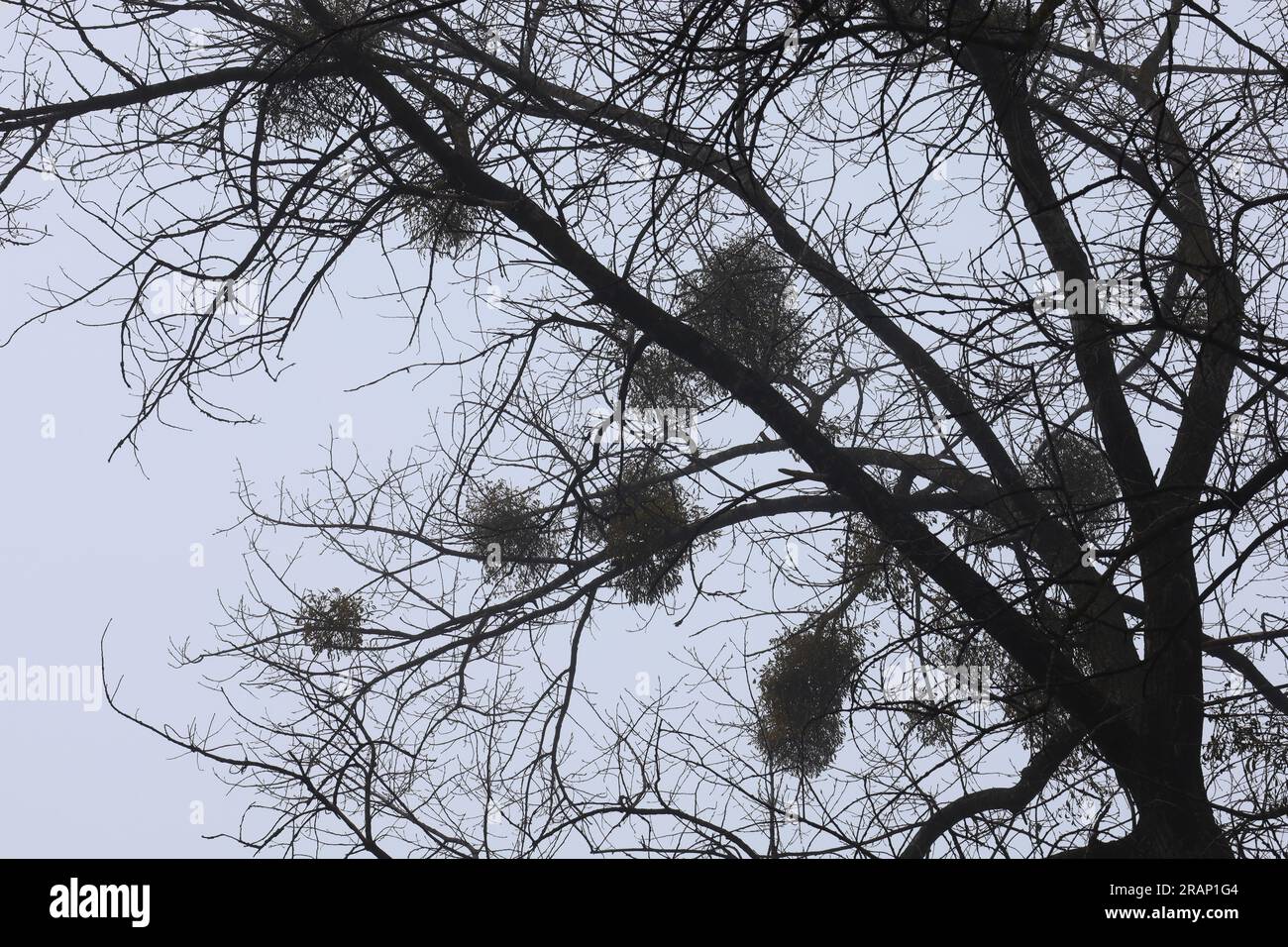 Mistletoe on trees in winter forest, branches silhouette, birds nest ...