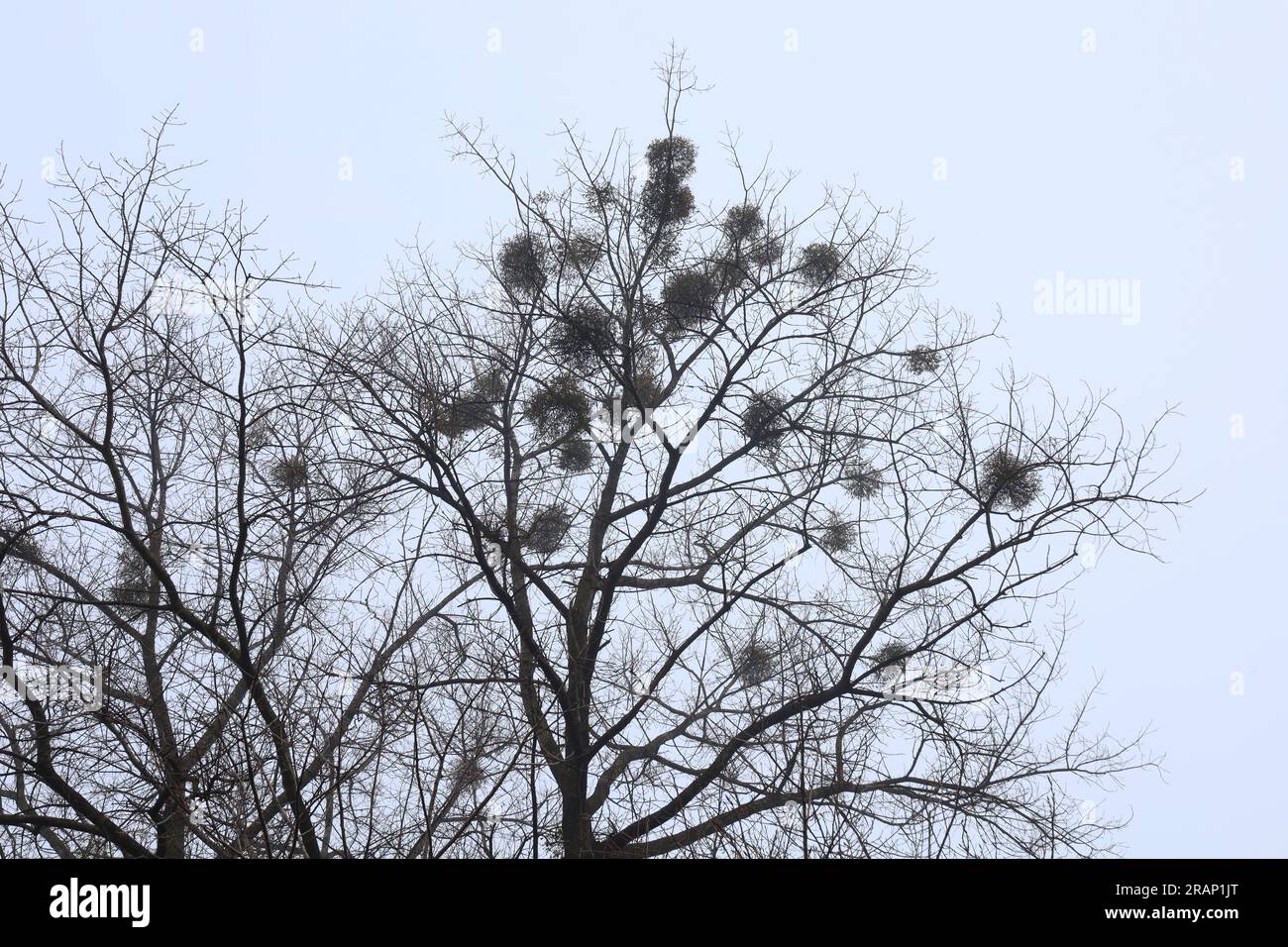 Mistletoe on trees in winter forest, branches silhouette, birds nest ...