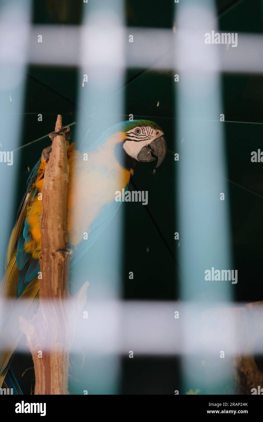 Species in captivity hi-res stock photography and images - Alamy