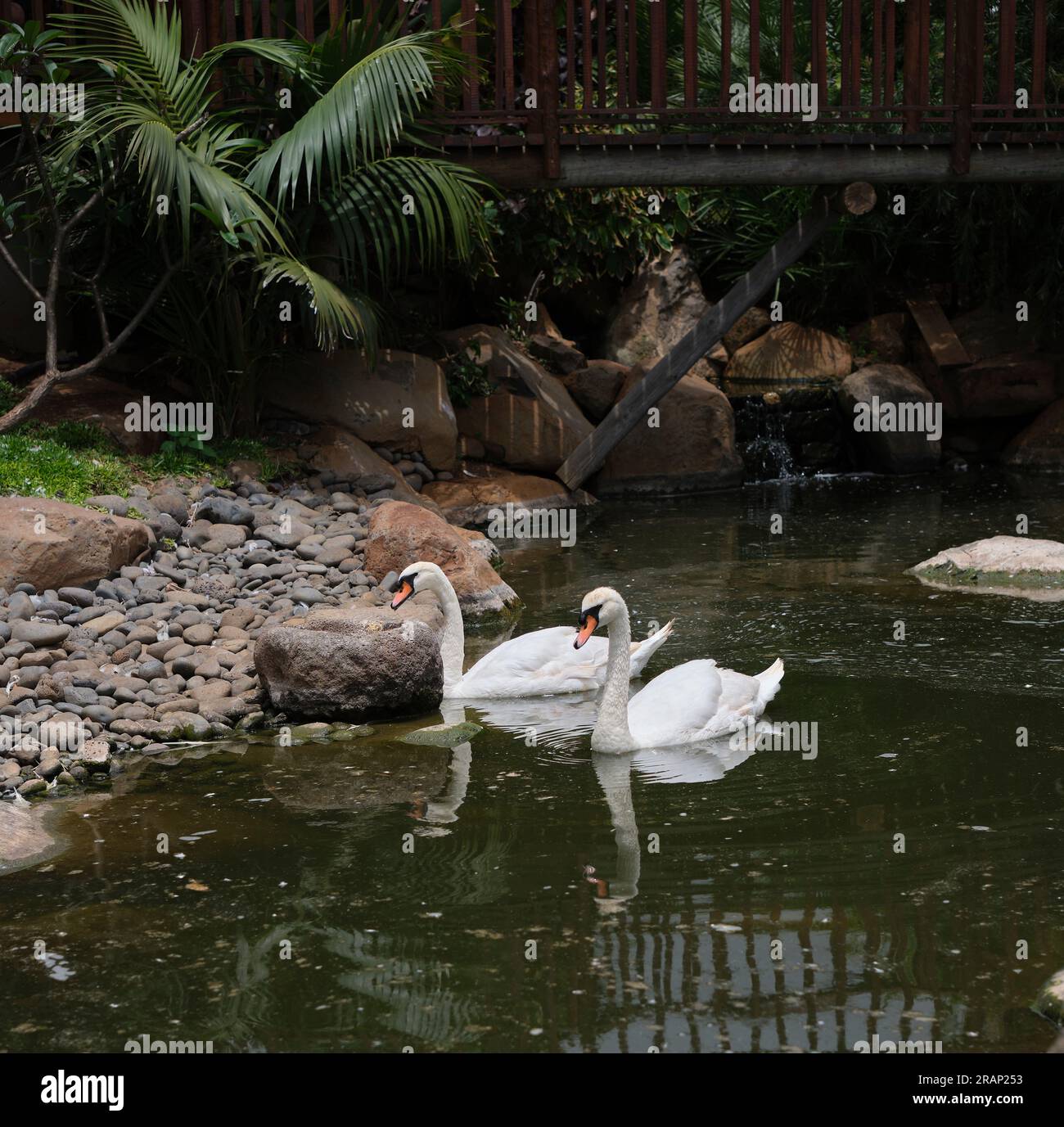Madeira world of birds mini zoo, Madeira Island Stock Photo - Alamy