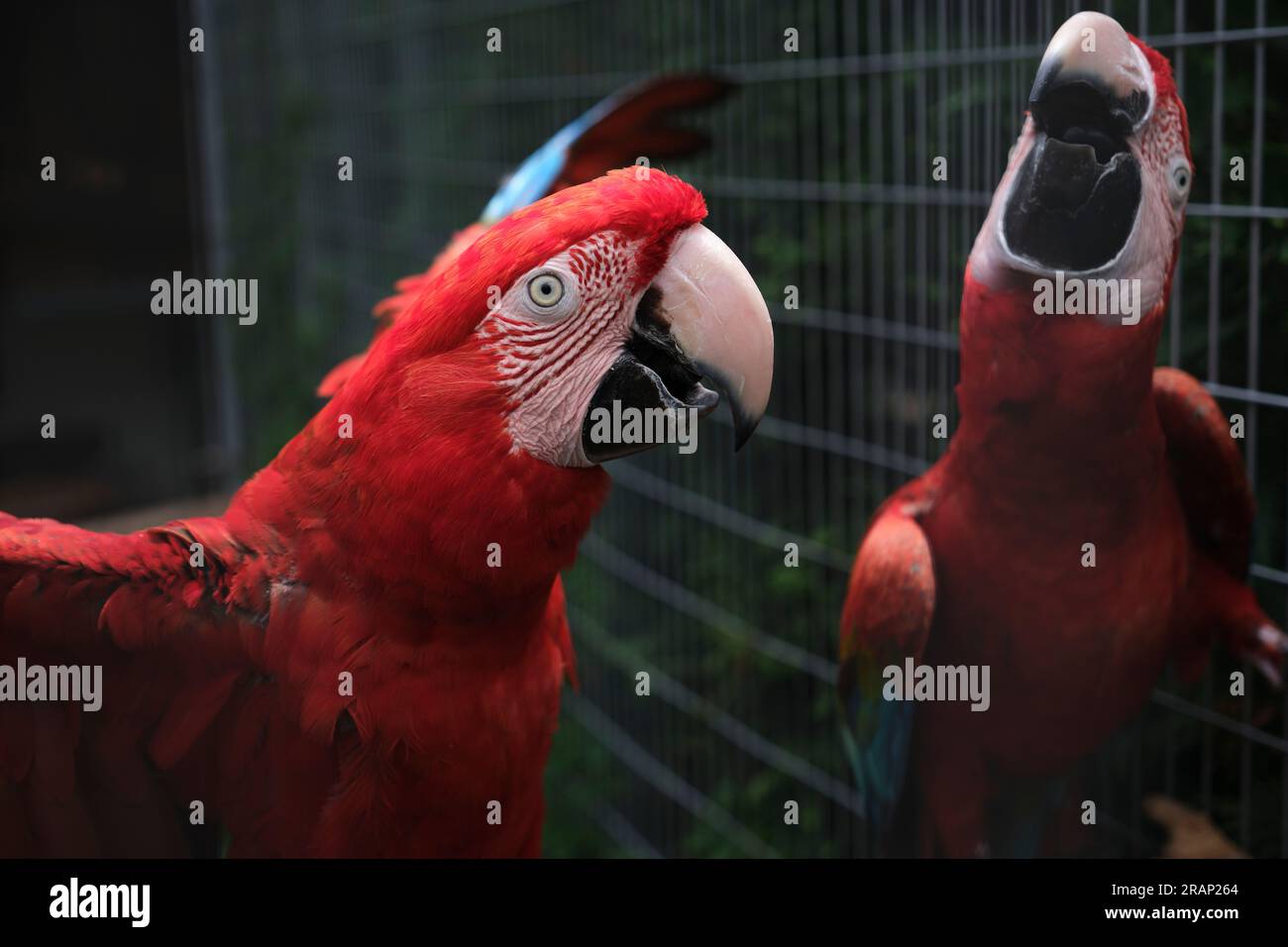 Parrots in captivity Stock Photo - Alamy