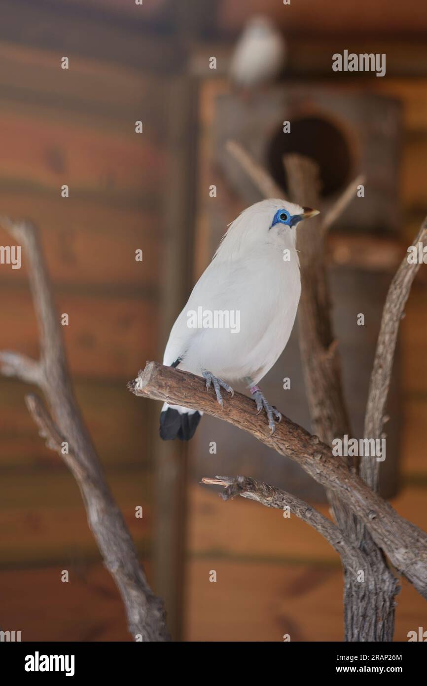 Madeira world of birds mini zoo, Madeira Island Stock Photo - Alamy