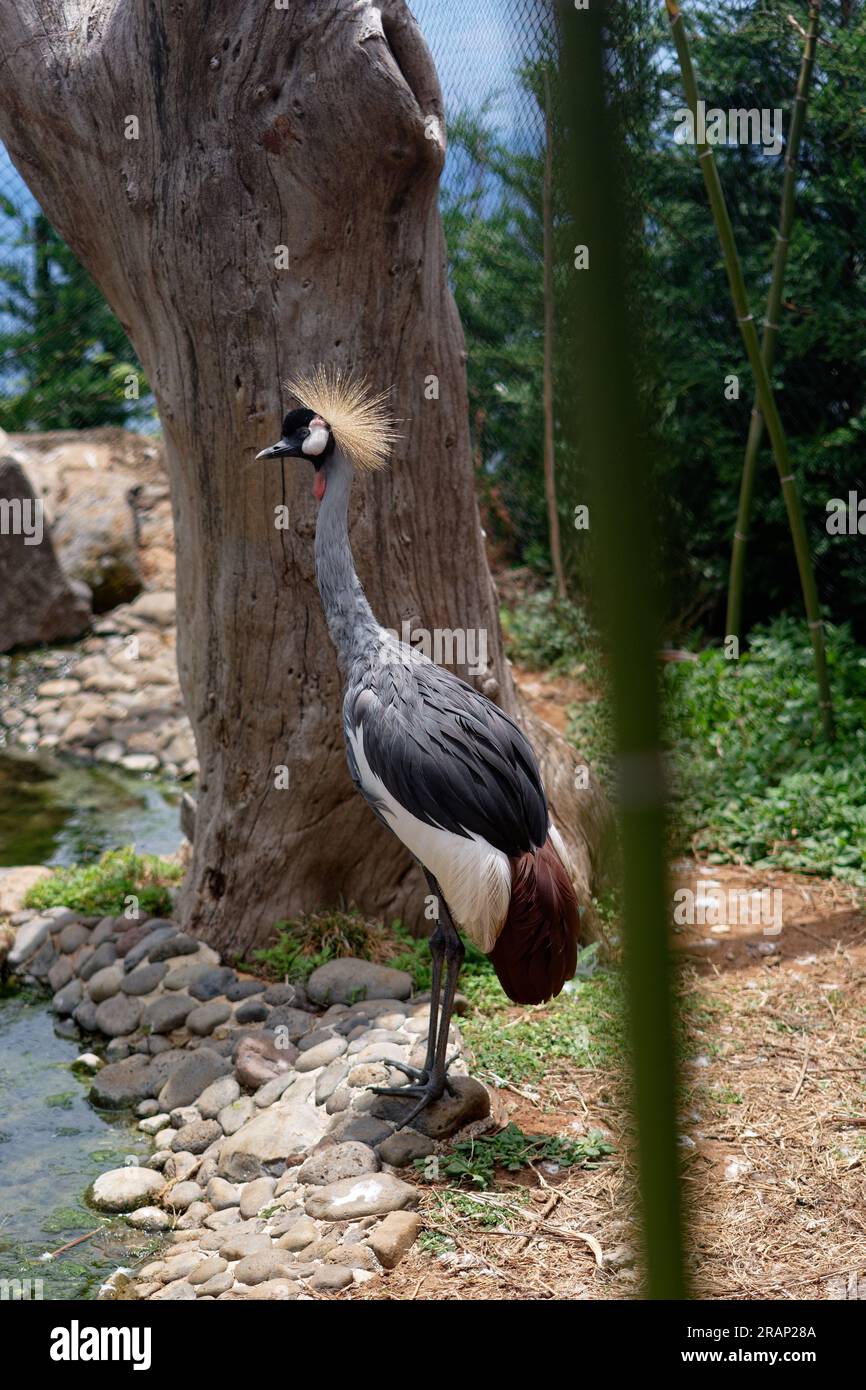 Madeira world of birds mini zoo, Madeira Island Stock Photo - Alamy