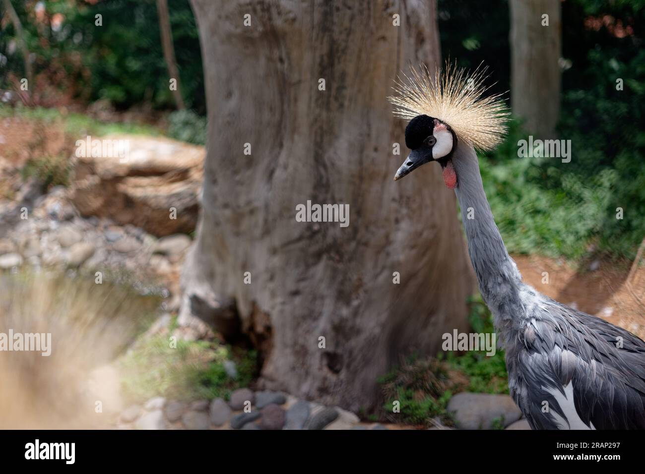 Madeira world of birds mini zoo, Madeira Island Stock Photo - Alamy