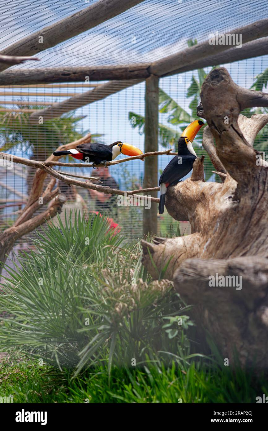 Madeira world of birds mini zoo, Madeira Island Stock Photo - Alamy