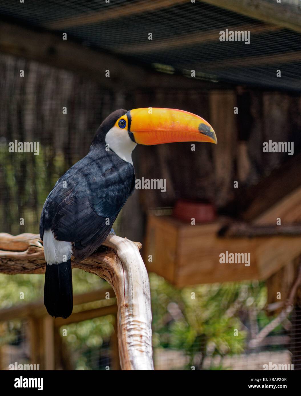 Madeira world of birds mini zoo, Madeira Island Stock Photo - Alamy