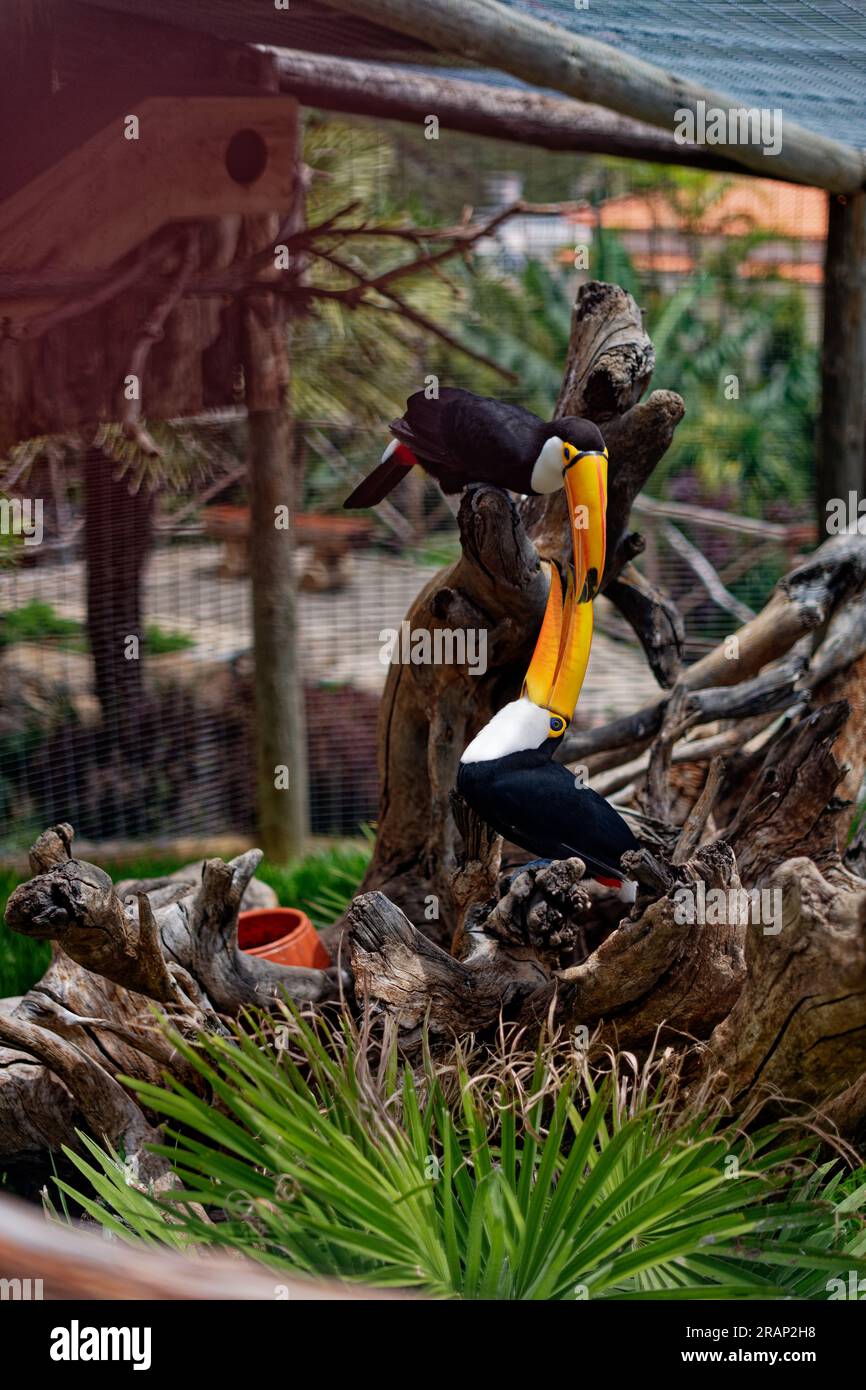 Madeira world of birds mini zoo, Madeira Island Stock Photo - Alamy
