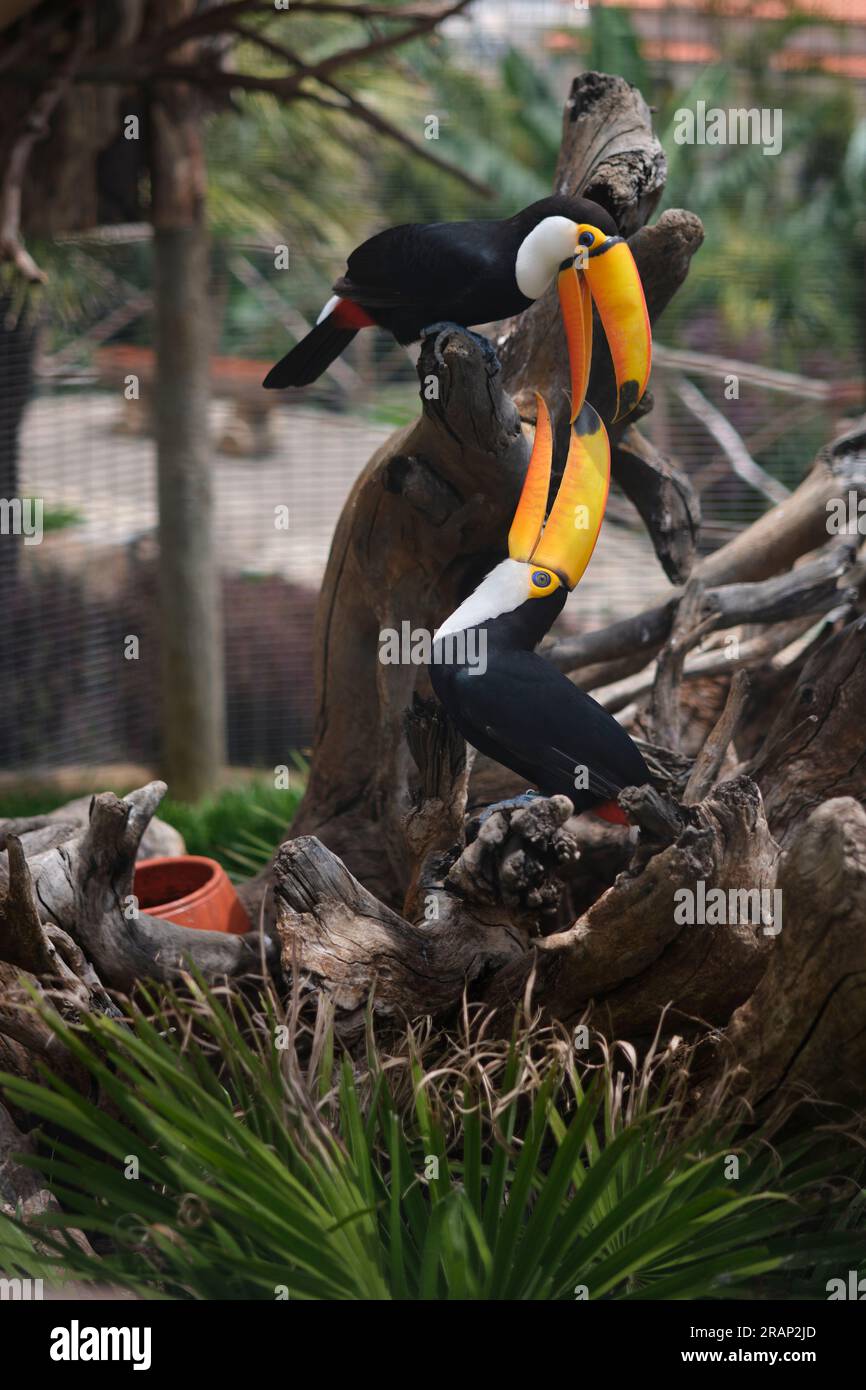 Madeira world of birds mini zoo, Madeira Island Stock Photo - Alamy