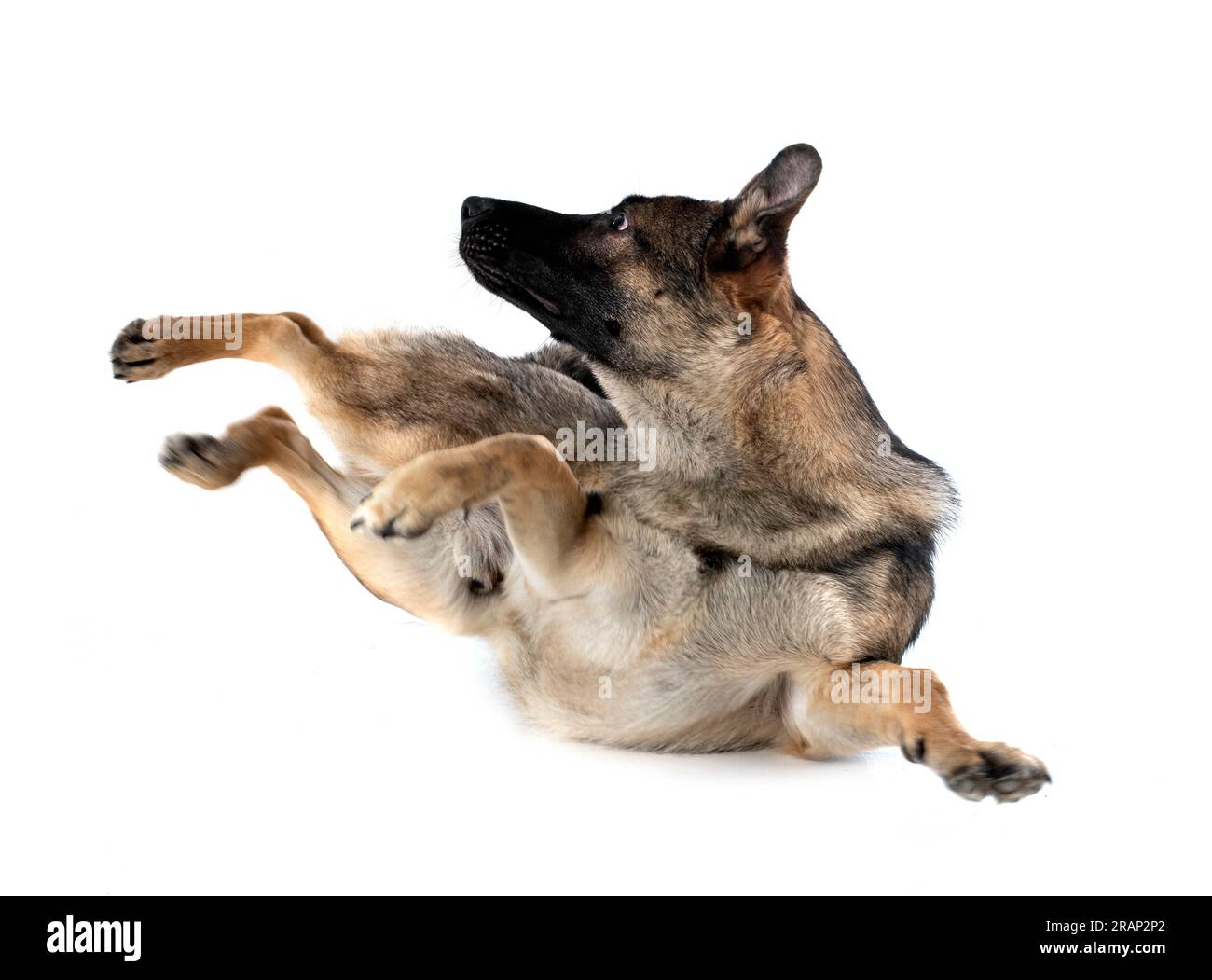 Grey german shepherd dog Cut Out Stock Images & Pictures - Alamy