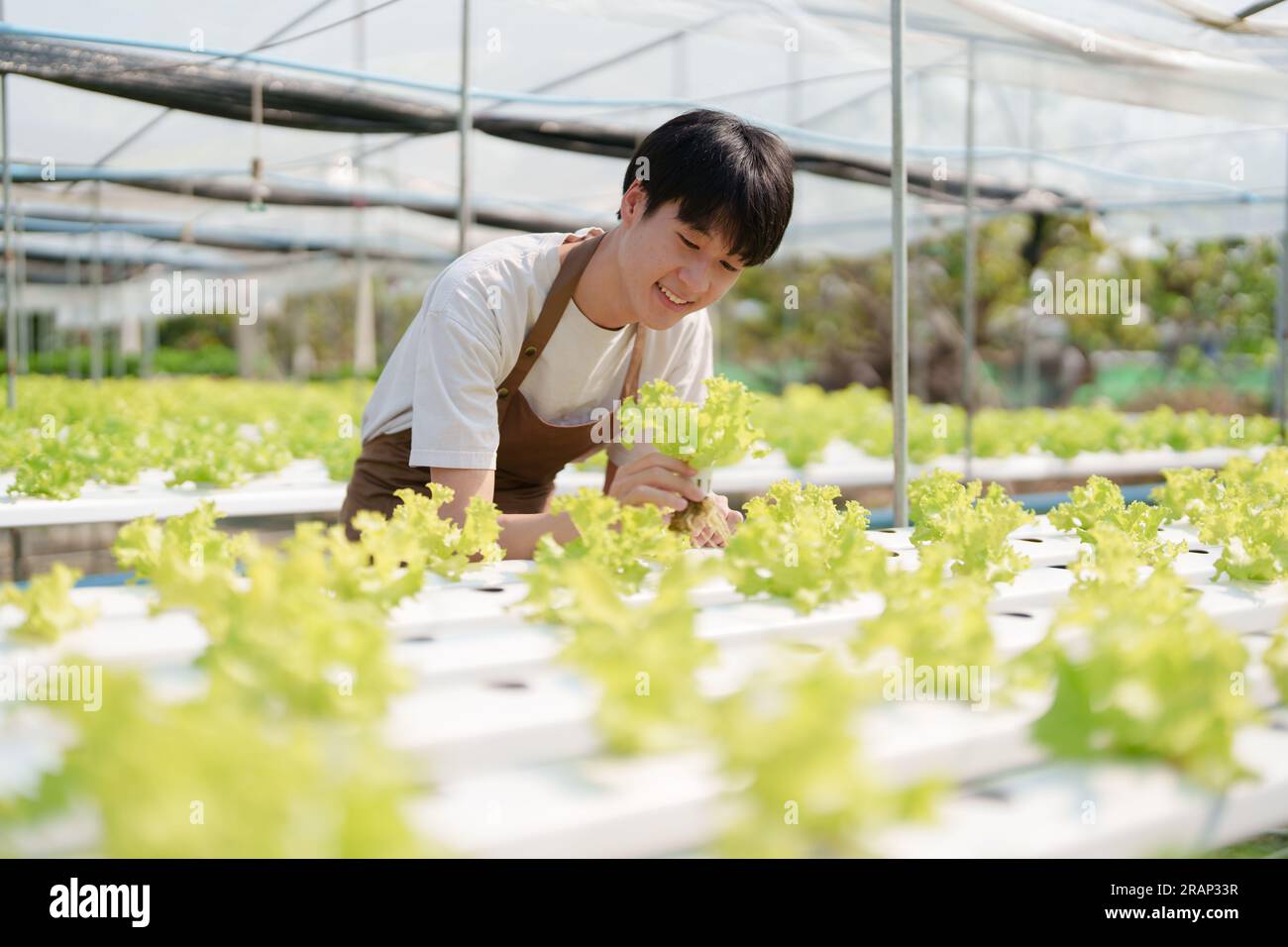 man Farmer harvesting vegetable from hydroponics farm. Organic fresh ...