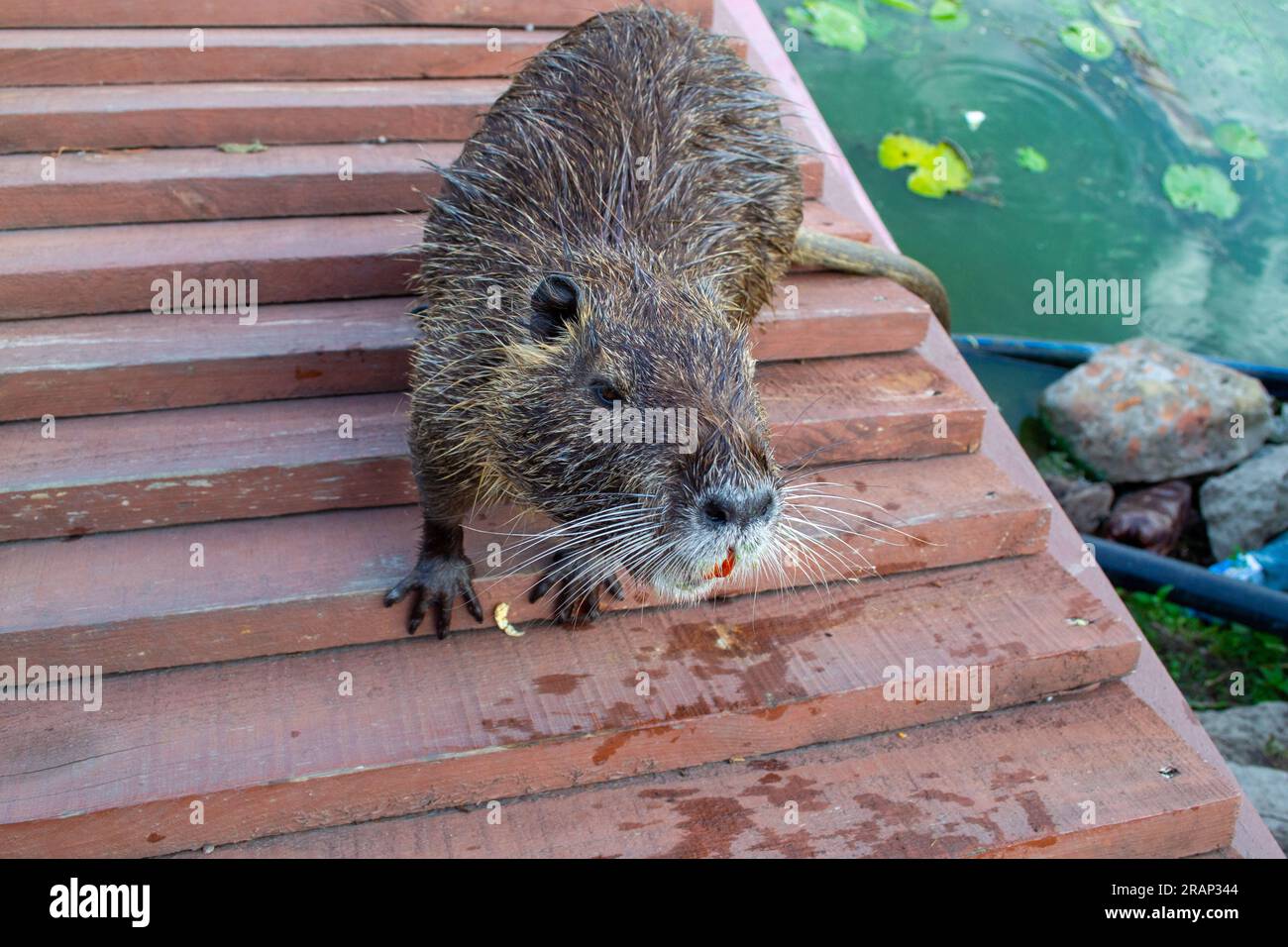 Nutria Animal Animal Nutria With Wet Fur On The Wooden Bridge Neat The