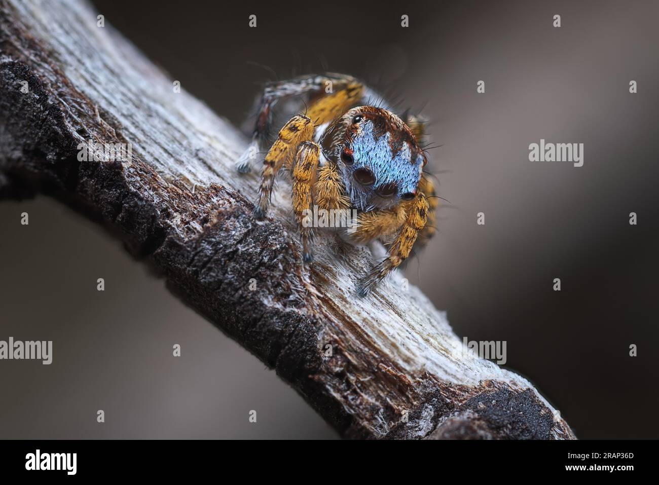Peacock spider. Male Maratus banyowla in his breeding colours Stock ...