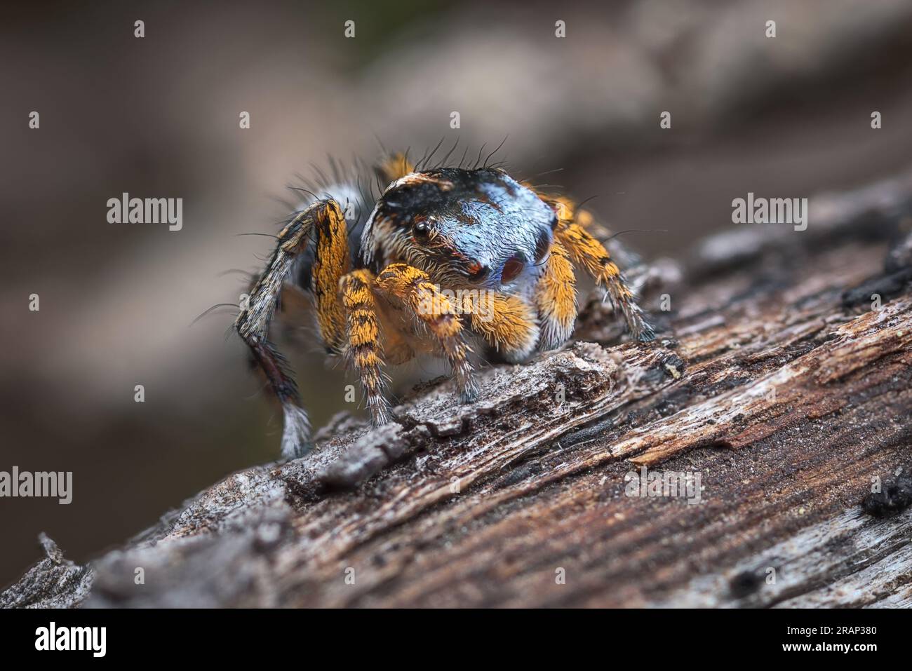 Peacock spider. Male Maratus banyowla in his breeding colours Stock ...