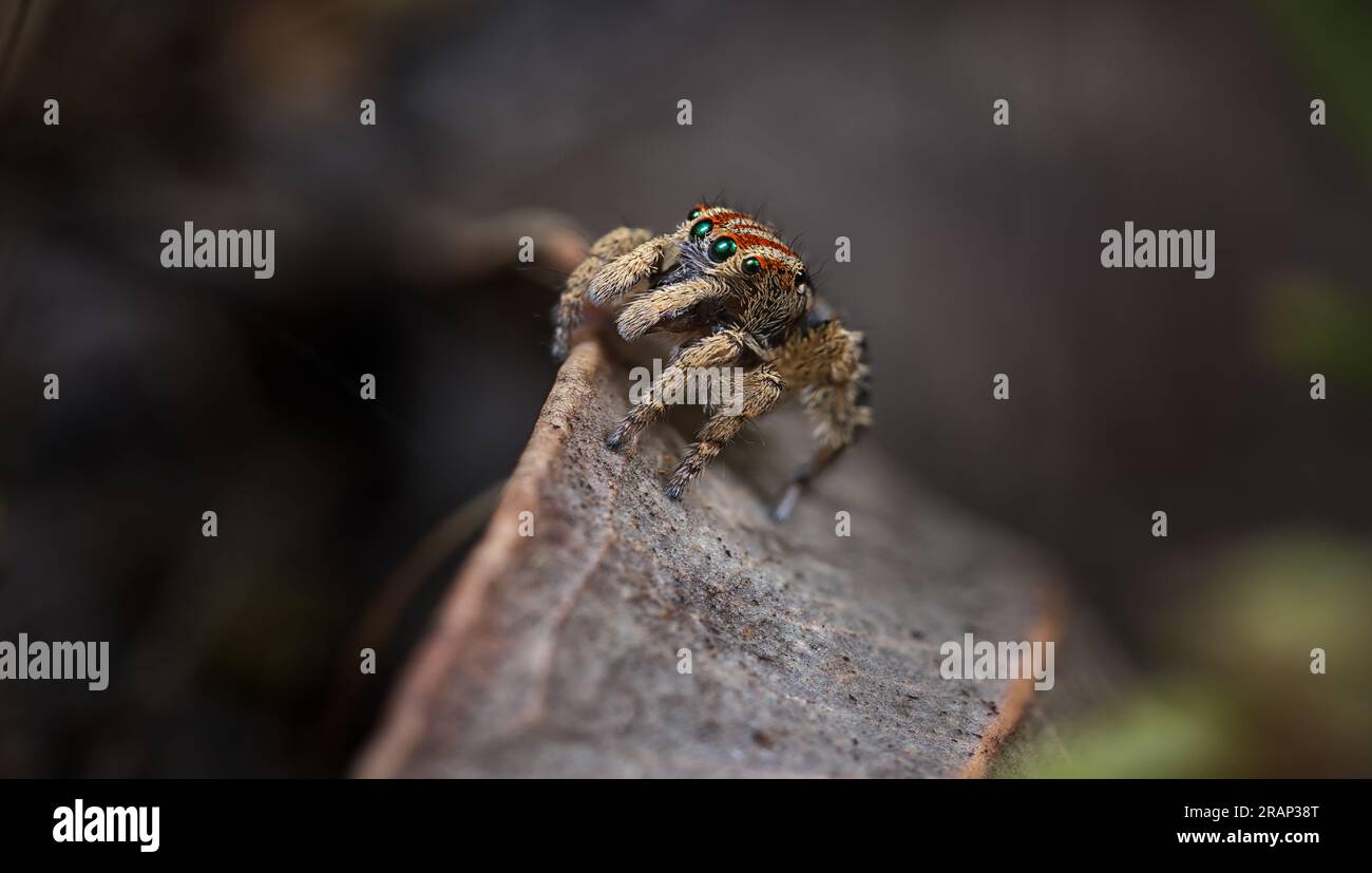 Maratus azureus hi-res stock photography and images - Alamy