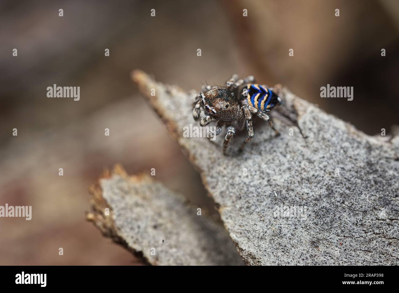 Male Peacock spider, Maratus spicatus in his breeding colours Stock ...