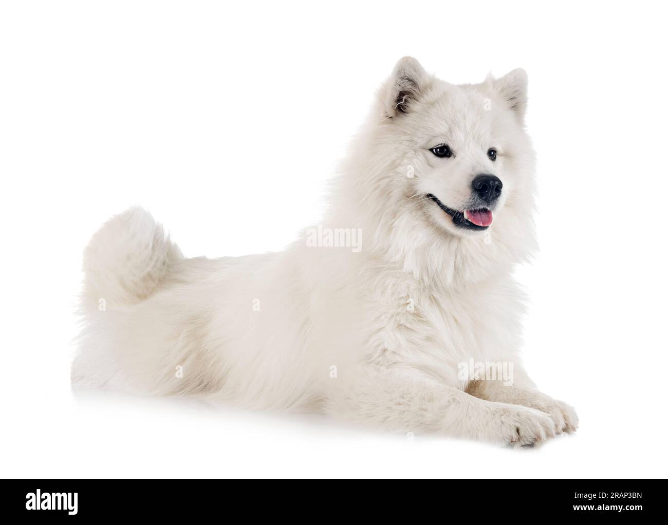 samoyed dog in front of white background Stock Photo - Alamy