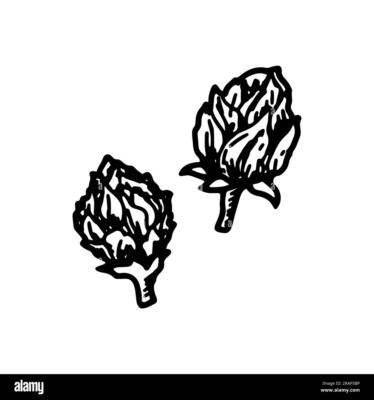 Cannabis bud. Vintage vector illustration in sketch style. Marijuana ...