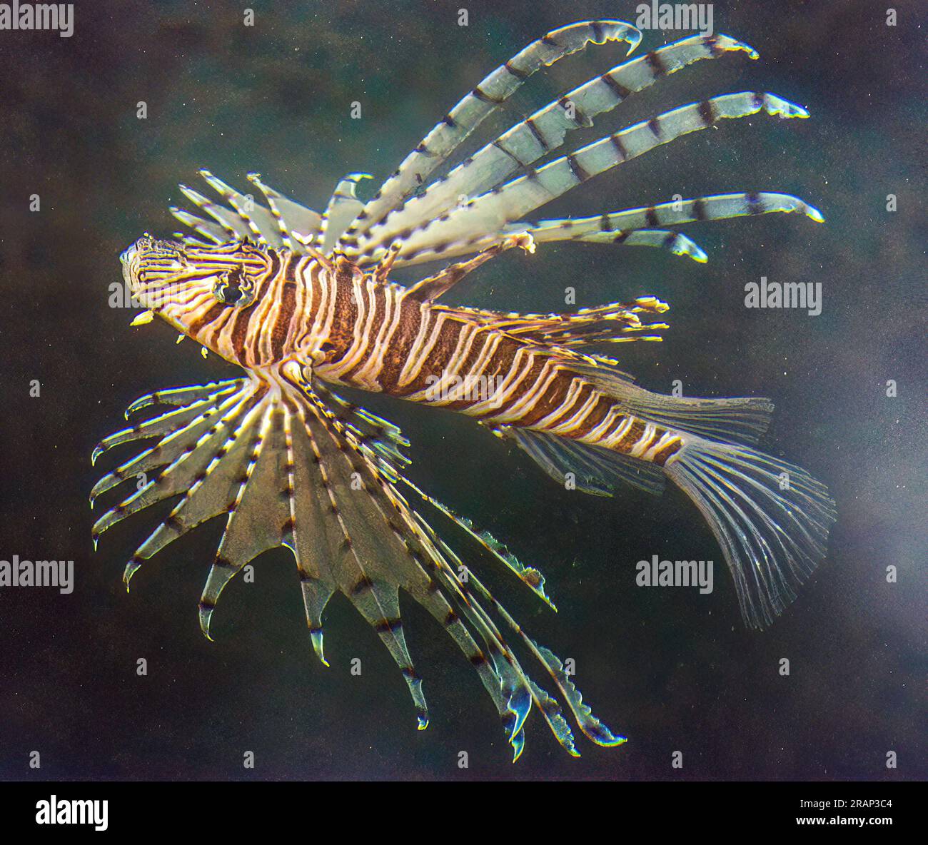 Zebra lion fish hi-res stock photography and images - Alamy