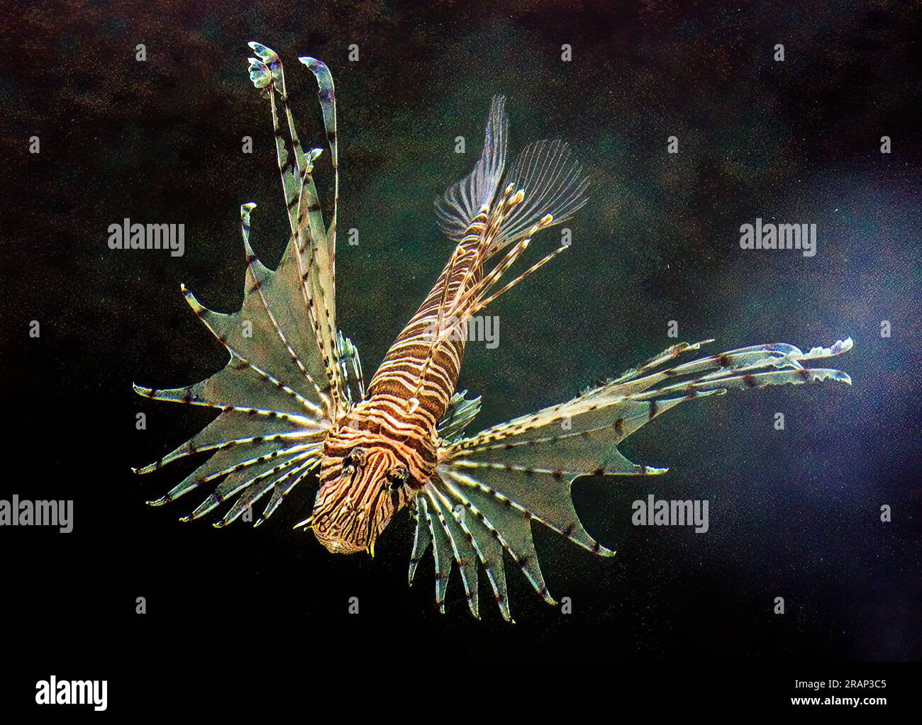 Zebra lion fish hi-res stock photography and images - Alamy