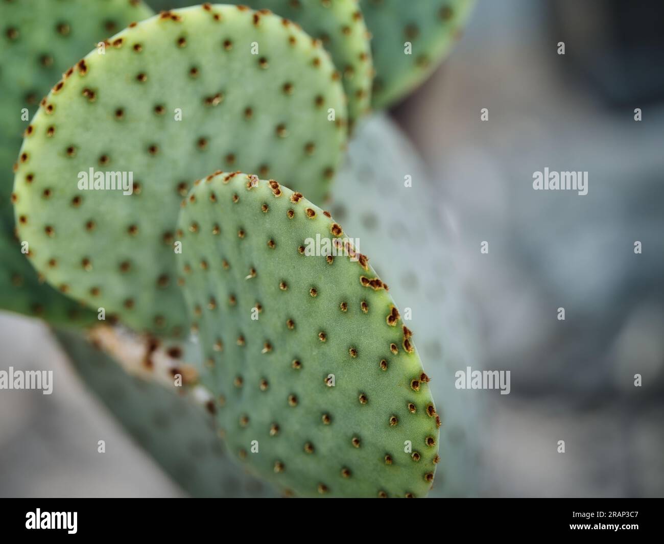 Disc cactus hi-res stock photography and images - Alamy