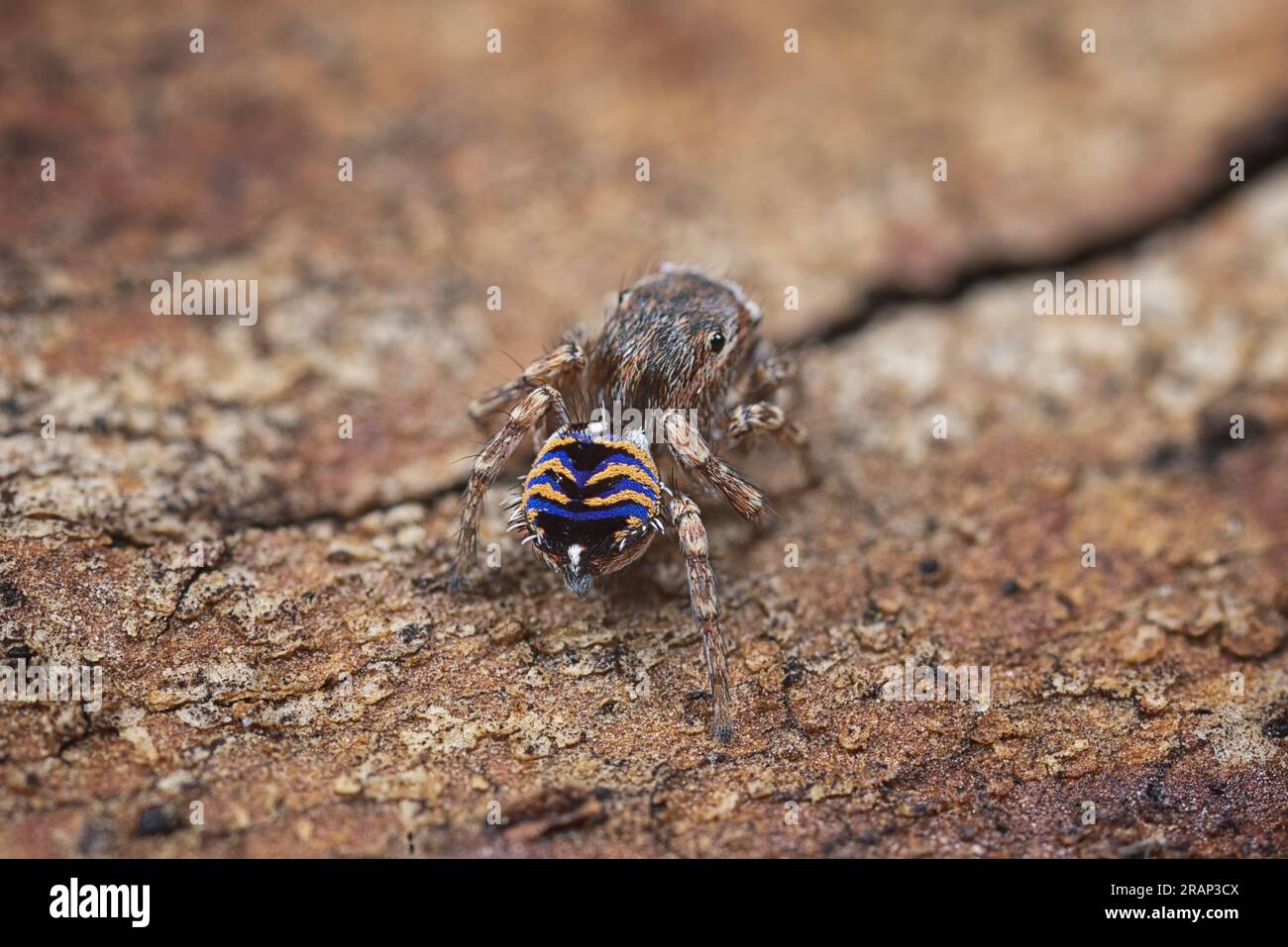 Male Peacock spider, Maratus spicatus in his breeding colours Stock ...