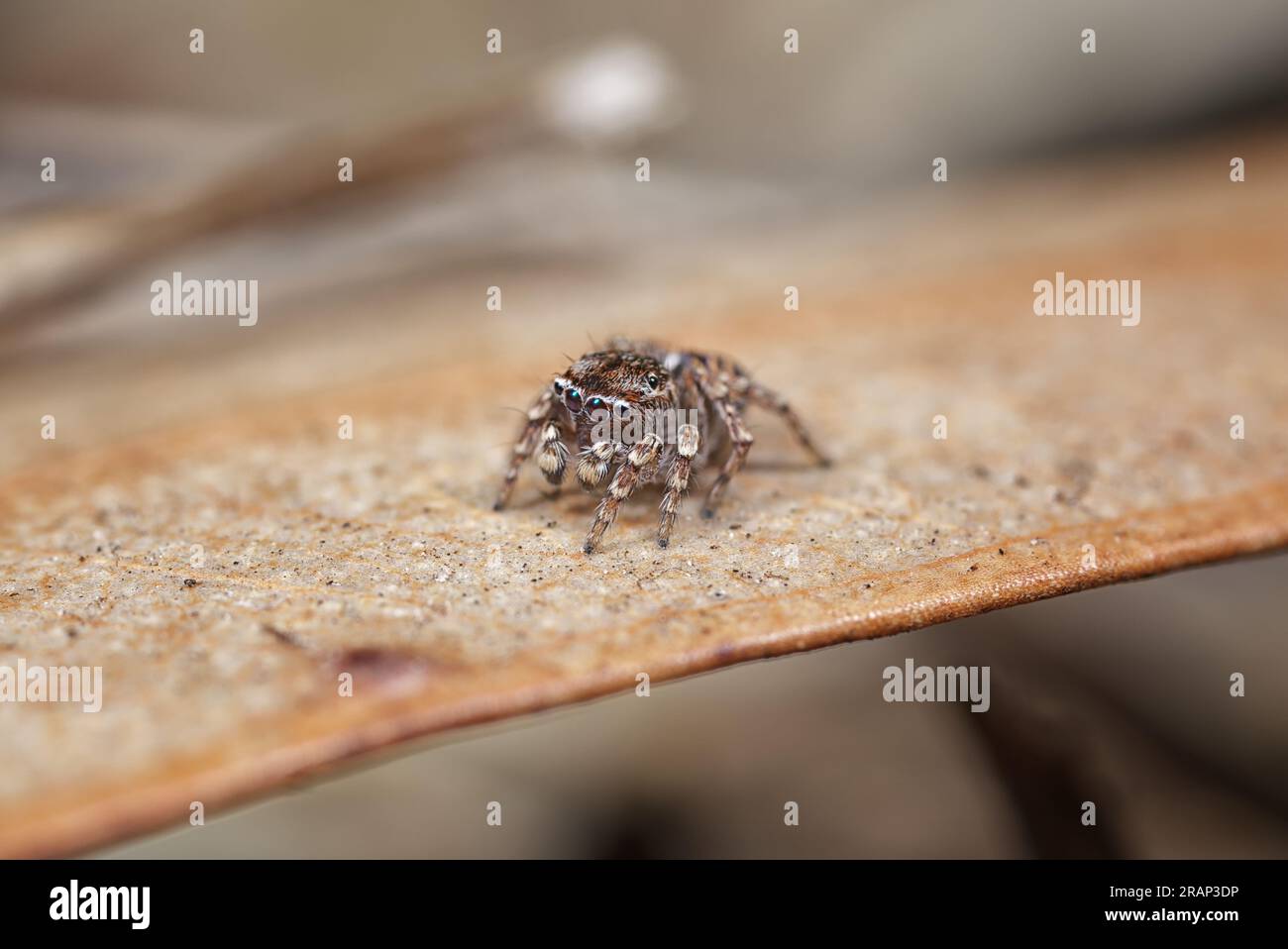 Male Peacock spider, Maratus spicatus in his breeding colours Stock ...