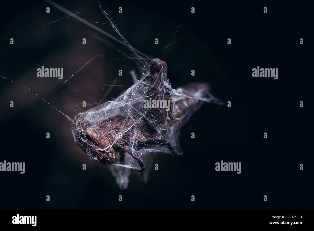 A cricket wrapped up in a spiders web Stock Photo - Alamy