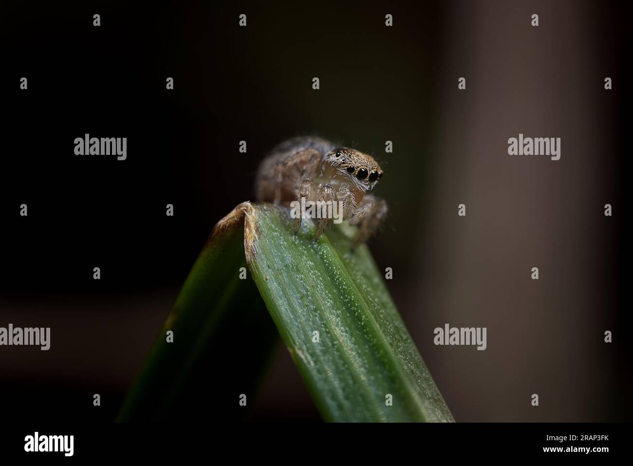 Peacock spider Maratus clupeatus in his penultimate moult Stock Photo ...
