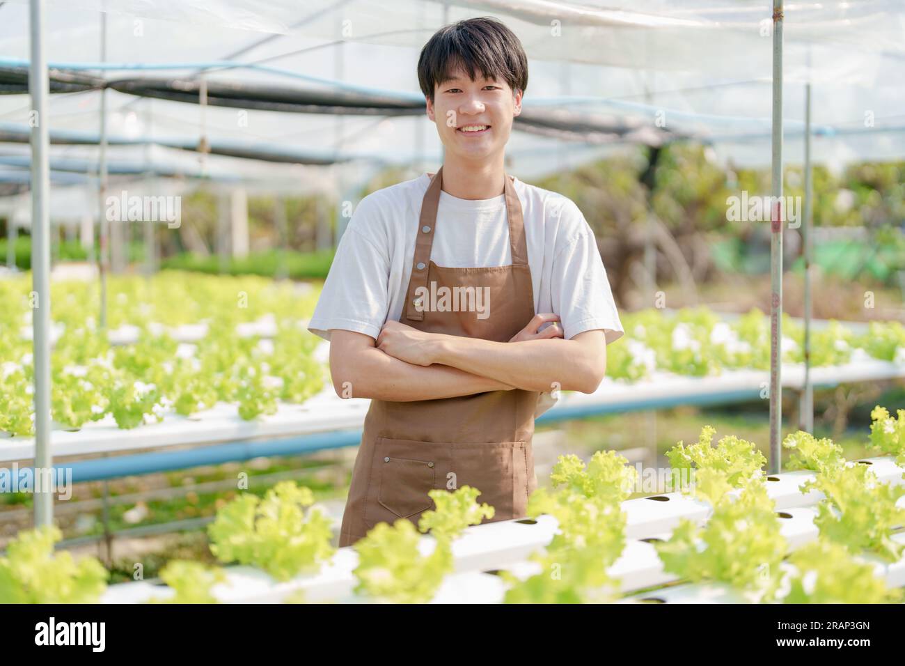 man Farmer harvesting vegetable from hydroponics farm. Organic fresh ...