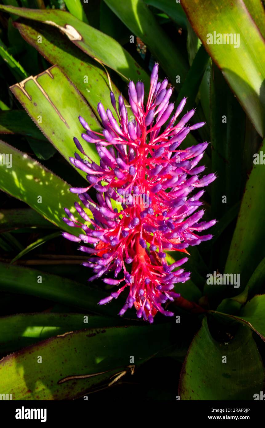 Portea alatisepala flower hi-res stock photography and images - Alamy