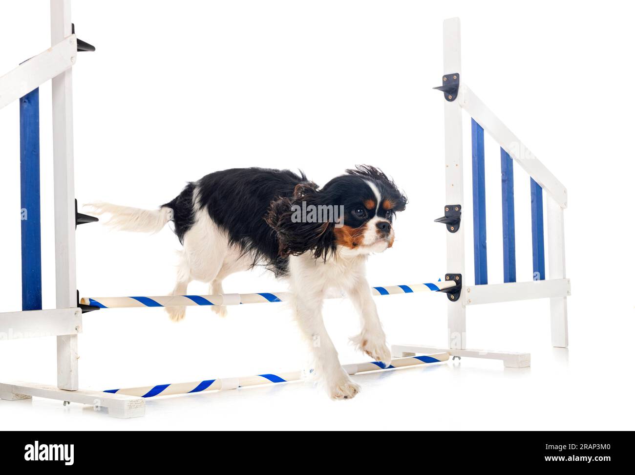 cavalier king charles in front of white background Stock Photo - Alamy