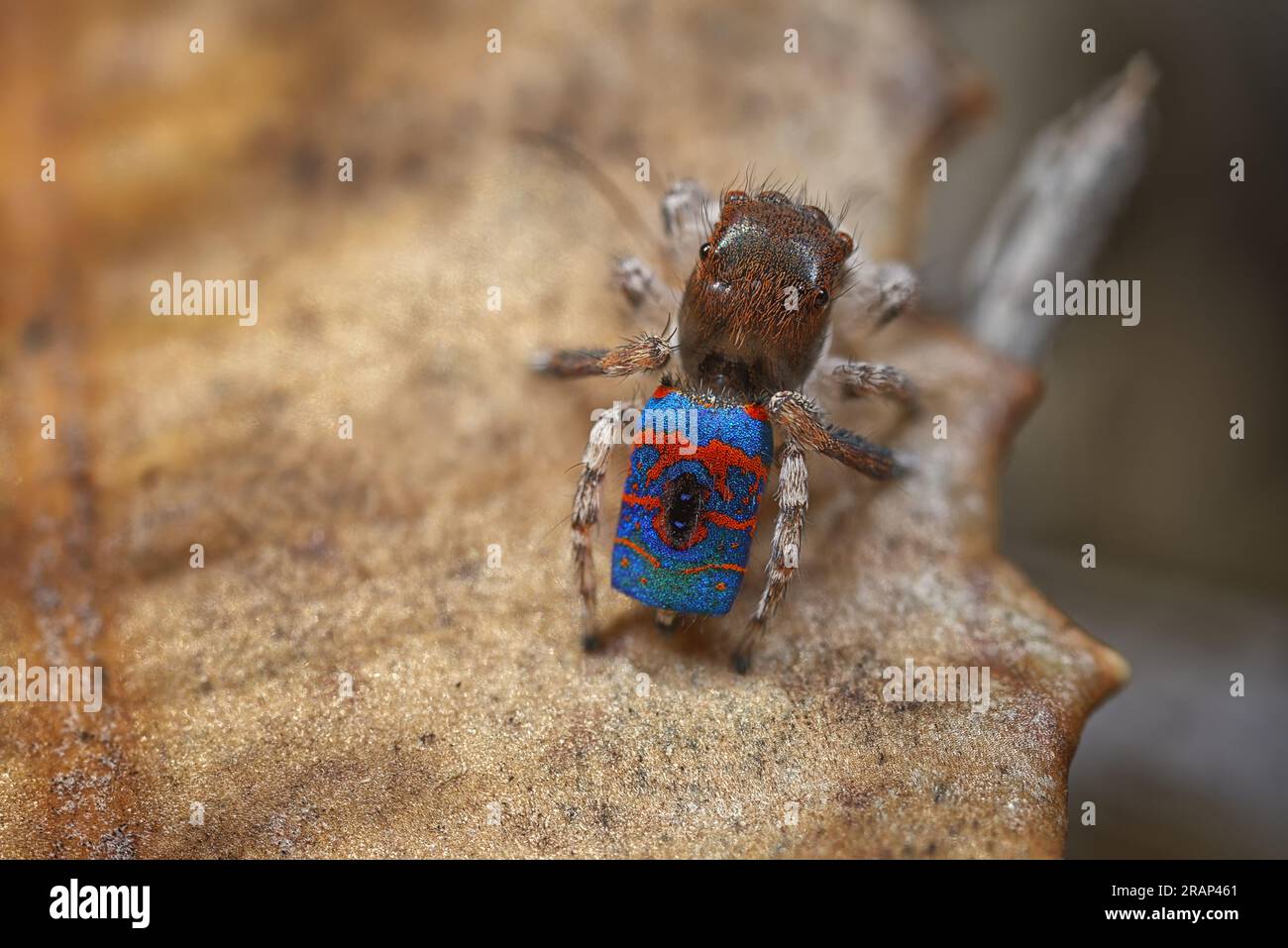 Male Peacock spider, Maratus hortorum in his breeding colours Stock ...
