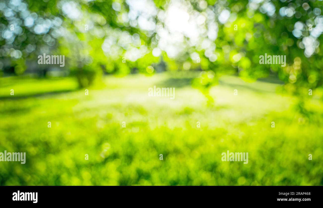 Soft focus blurred focus trees background hi-res stock photography and ...