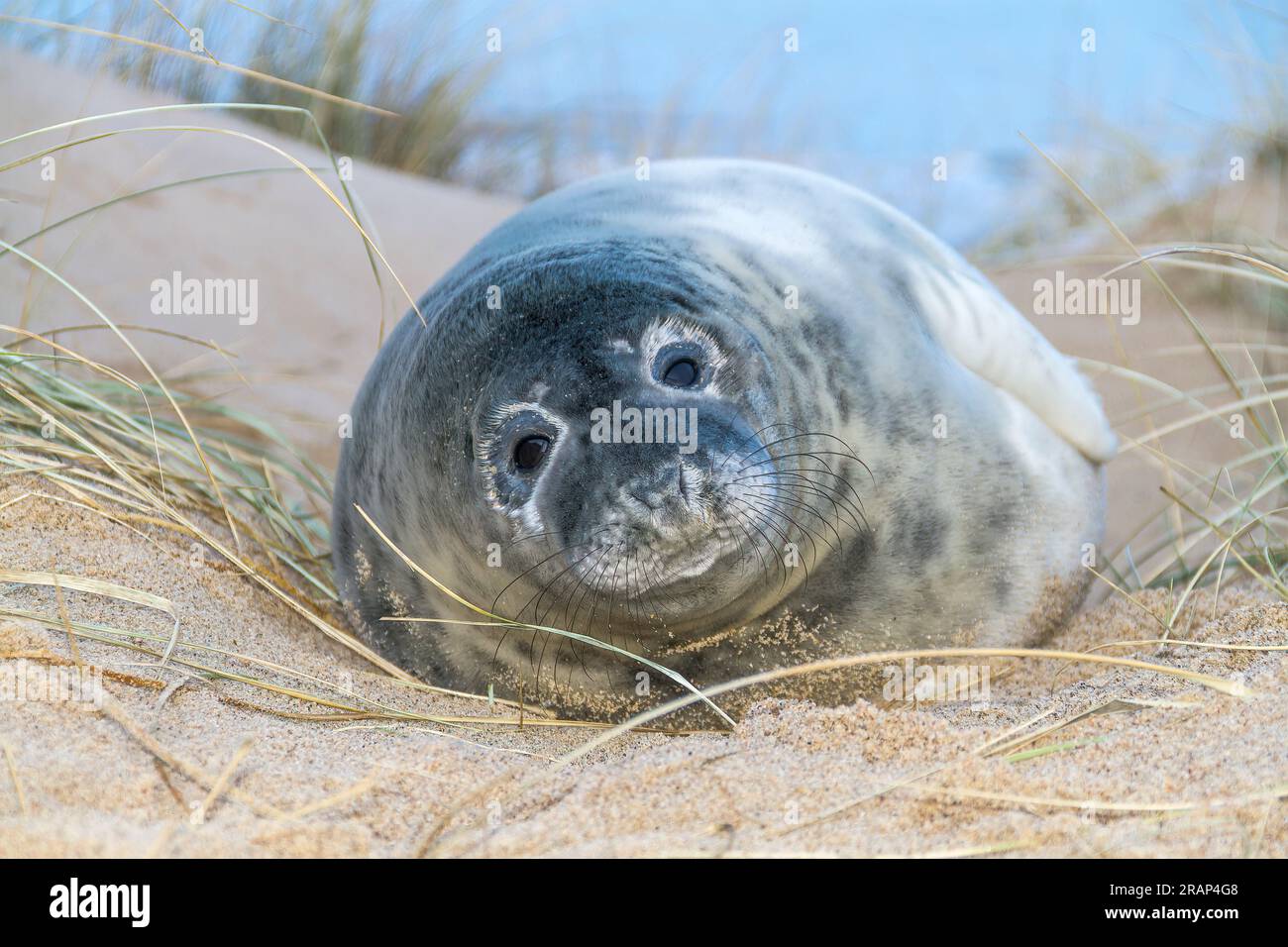 Grey Seal, Hlichoerus grypus, single pup lying on sandy beach, Horsey ...