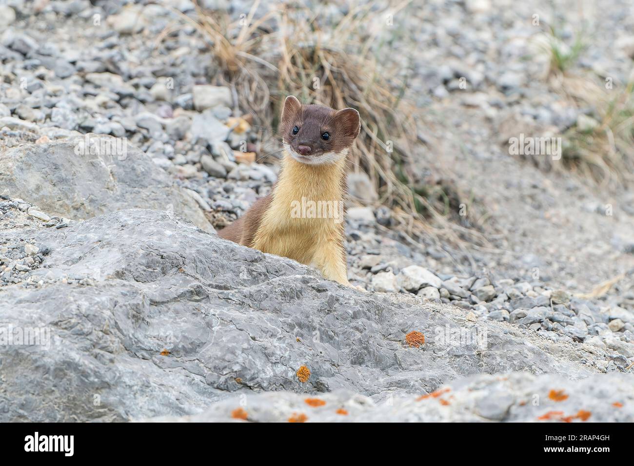Hunting weasel hi-res stock photography and images - Alamy
