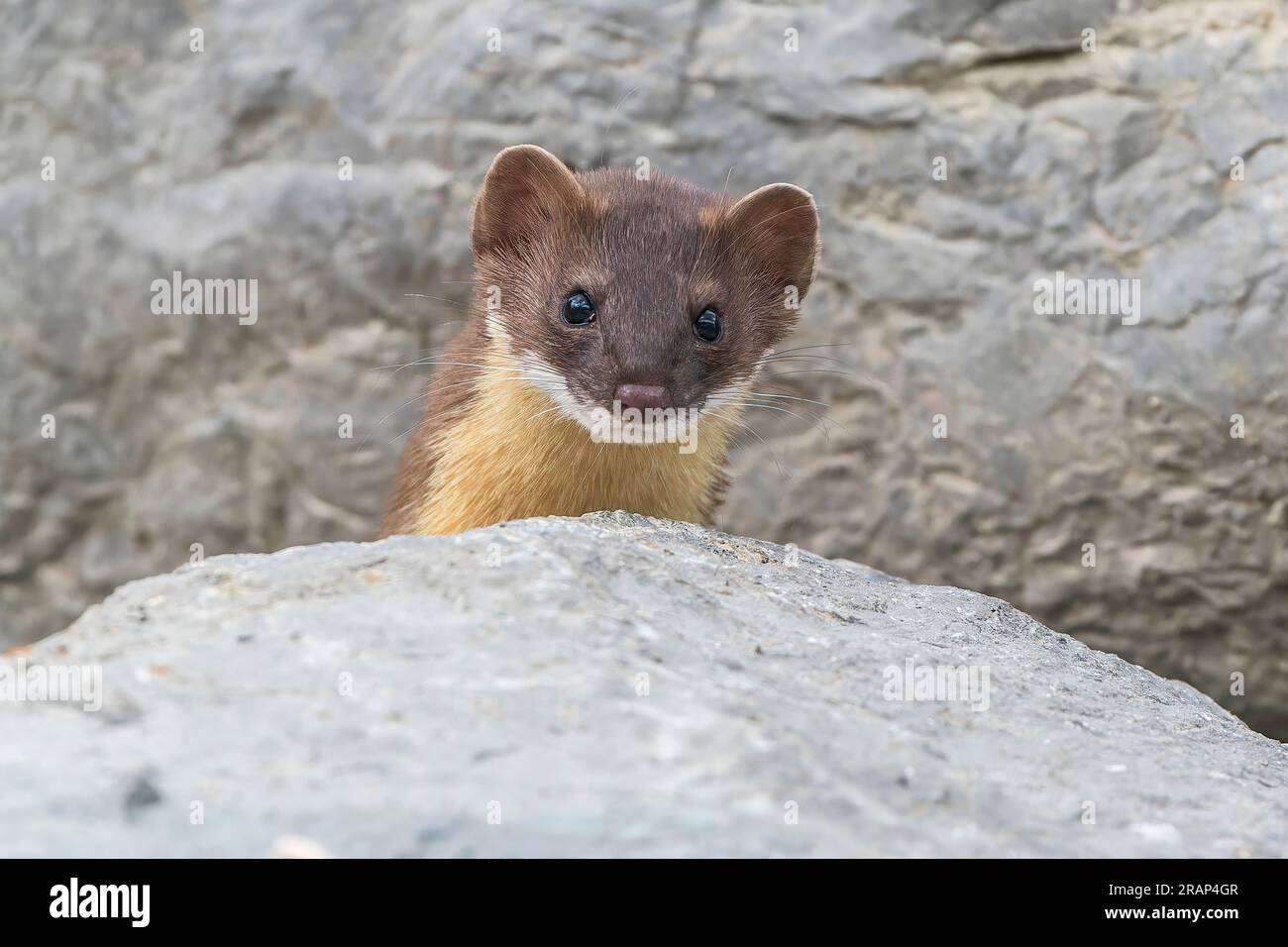 Running stoat hi-res stock photography and images - Alamy