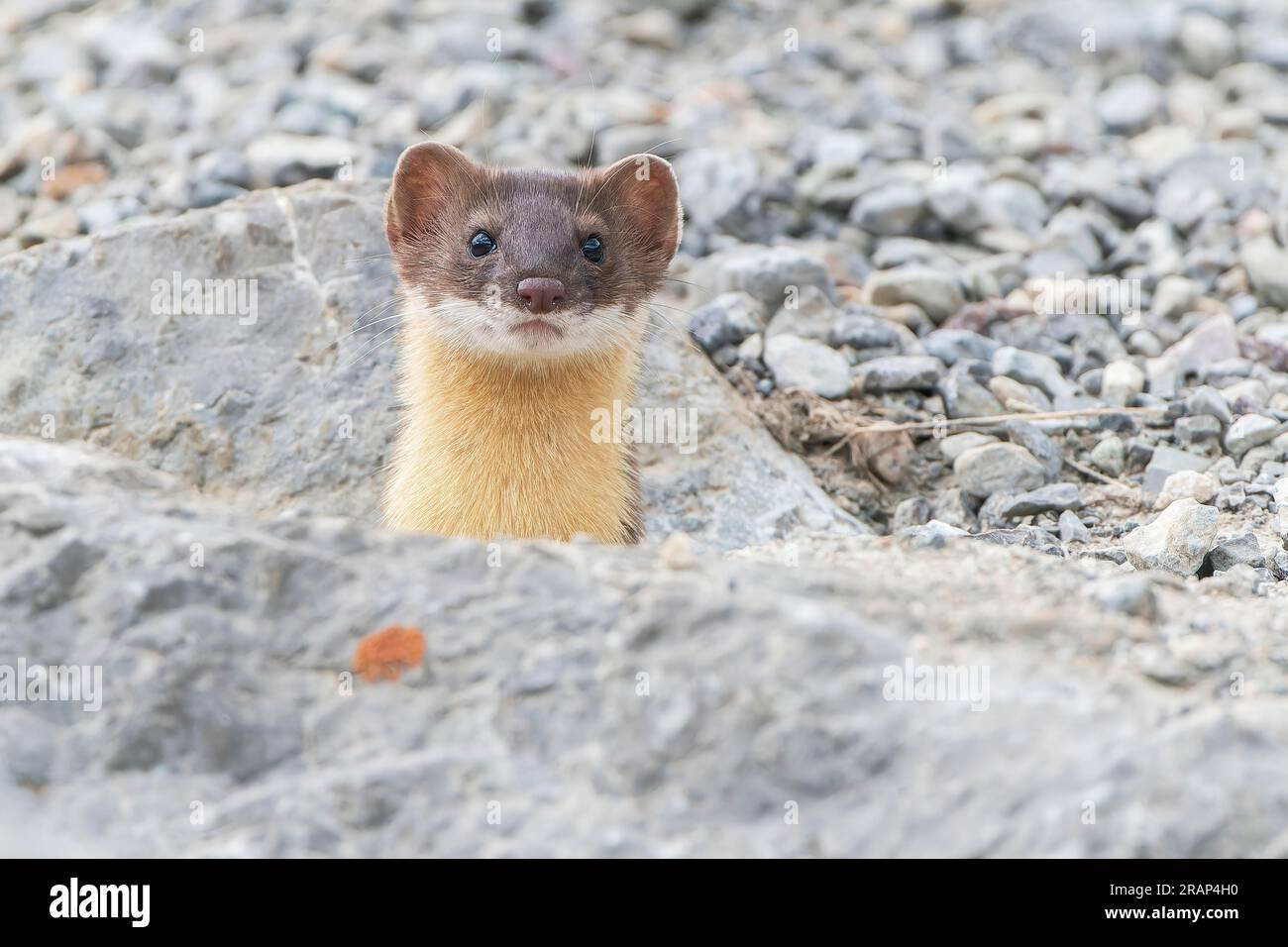 Medicine lake highlands hi-res stock photography and images - Alamy