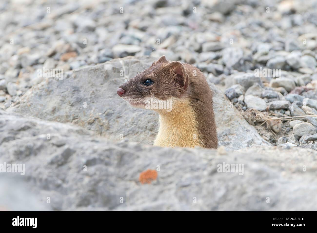 Medicine lake highlands hi-res stock photography and images - Alamy