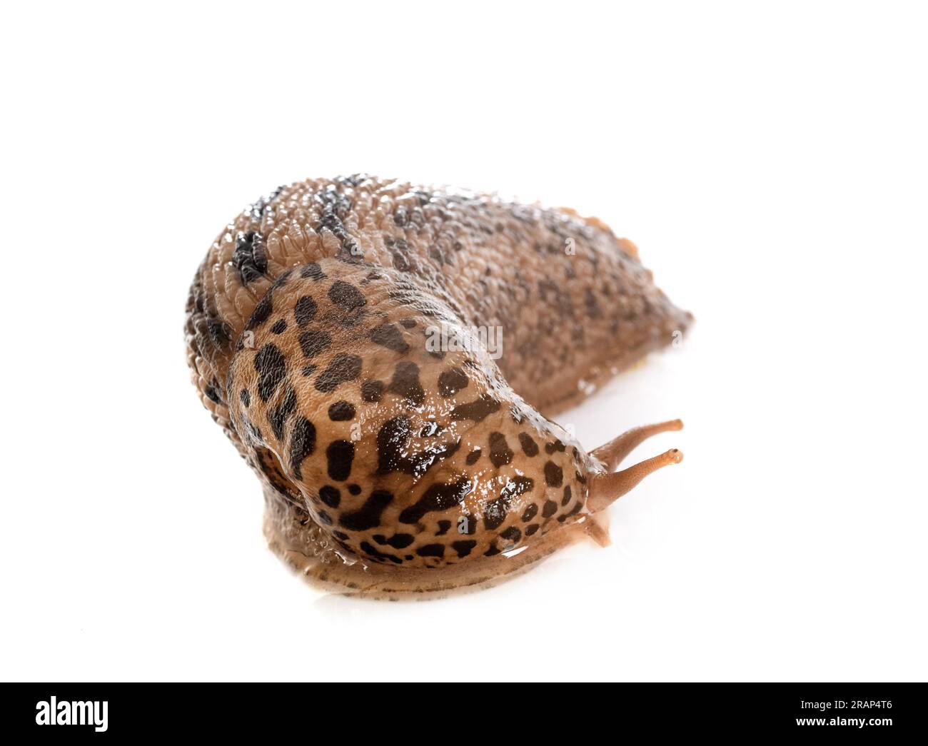 Limax maximus in front of white background Stock Photo - Alamy